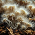 Understanding the Various Types of Mycelium – Amhuru